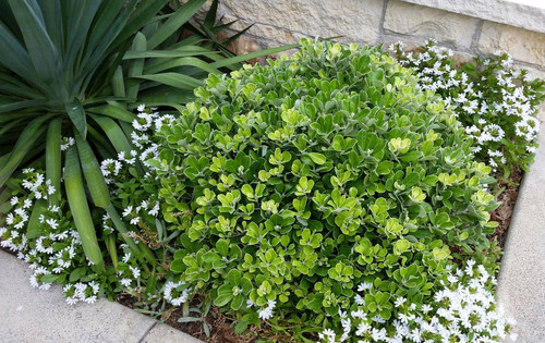 Azarero enano | Vivero Las Lilas