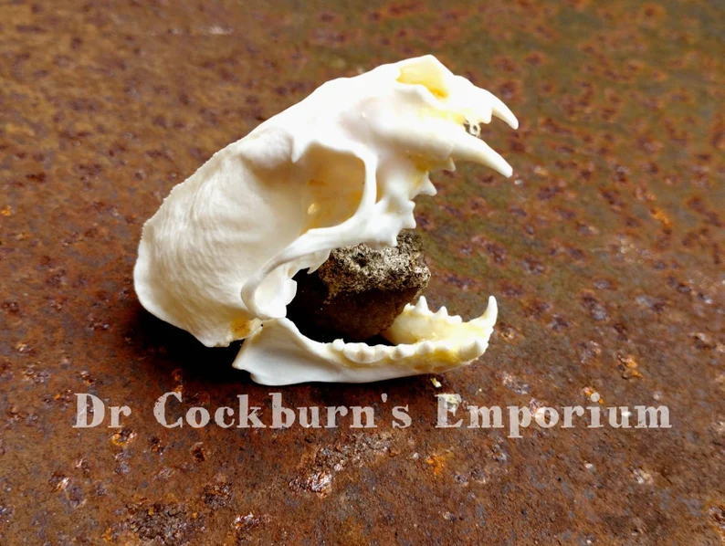 Genuine Mink Skull - Taxidermy | Simply Awful Gifts