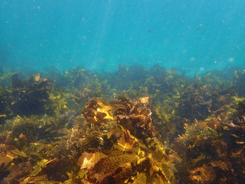Vibrant turquoise seabed | Biome Photography