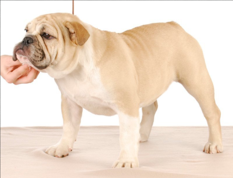 Pelee Bulldogs | Champion Bulldog Breeder Ontario | Asia