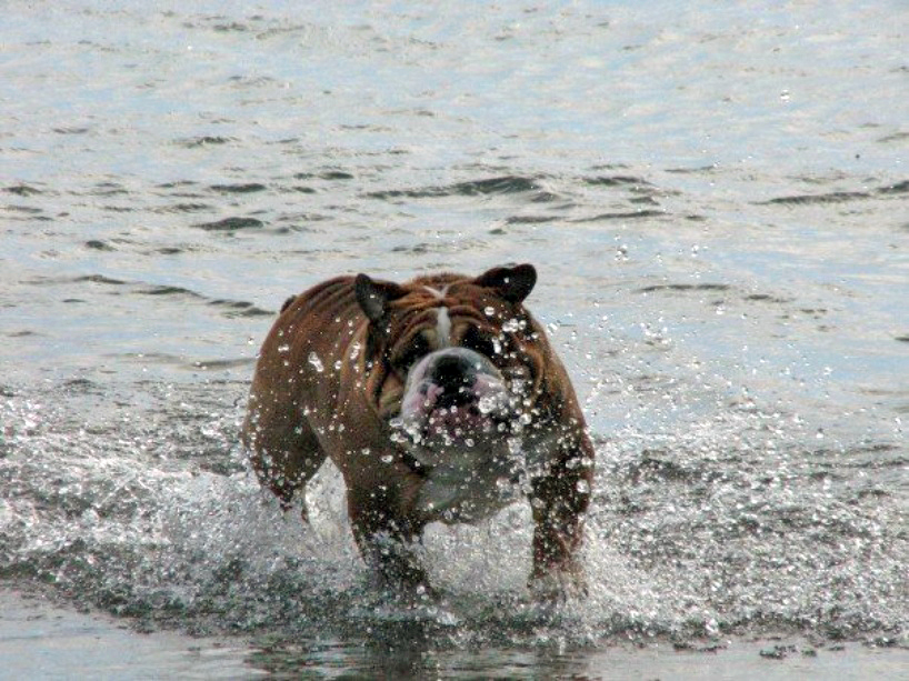 Pelee Bulldogs | Champion Bulldog Breeder Ontario Canada