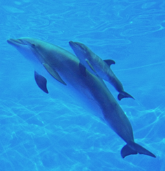 Meet the Zoo's new dolphin baby - Maui!