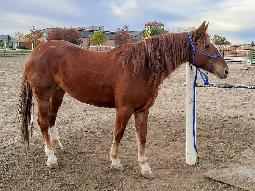 Adopt a BLM Mustang - Magnolia!