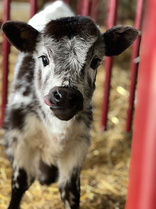 Available Calves - Micro and Miniature | Wildhaven Cattle Co.