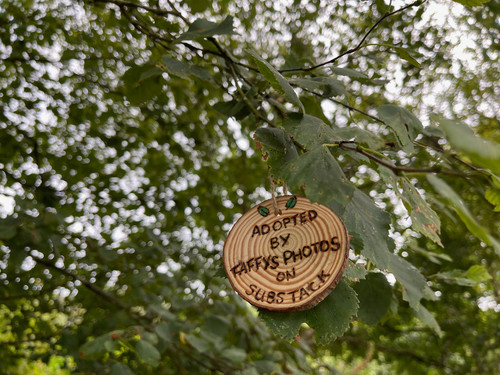 Adopt A Tree | ancientsacredtrees