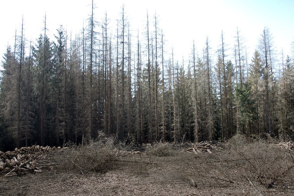 Czech Republic, Trees and Global Warming.