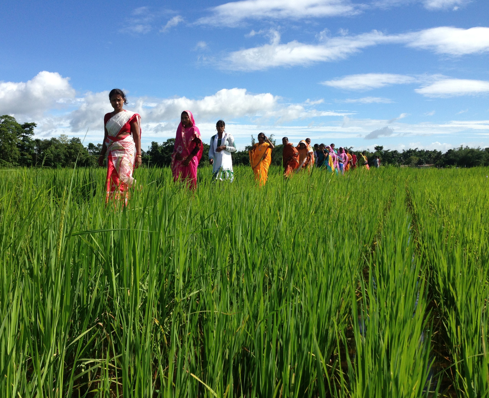 Organic Seed Bank | Pabhoi Greens