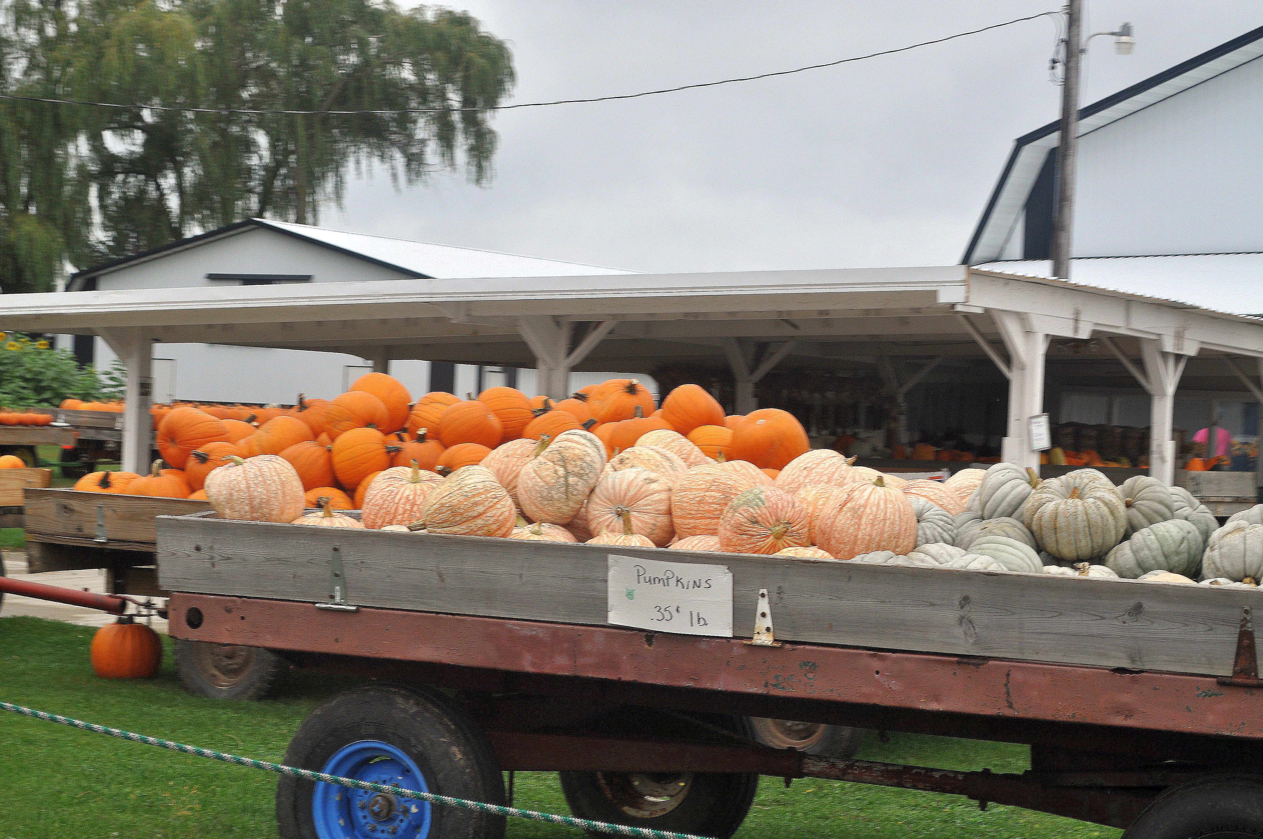 GALLERY | pearce-farm-stand