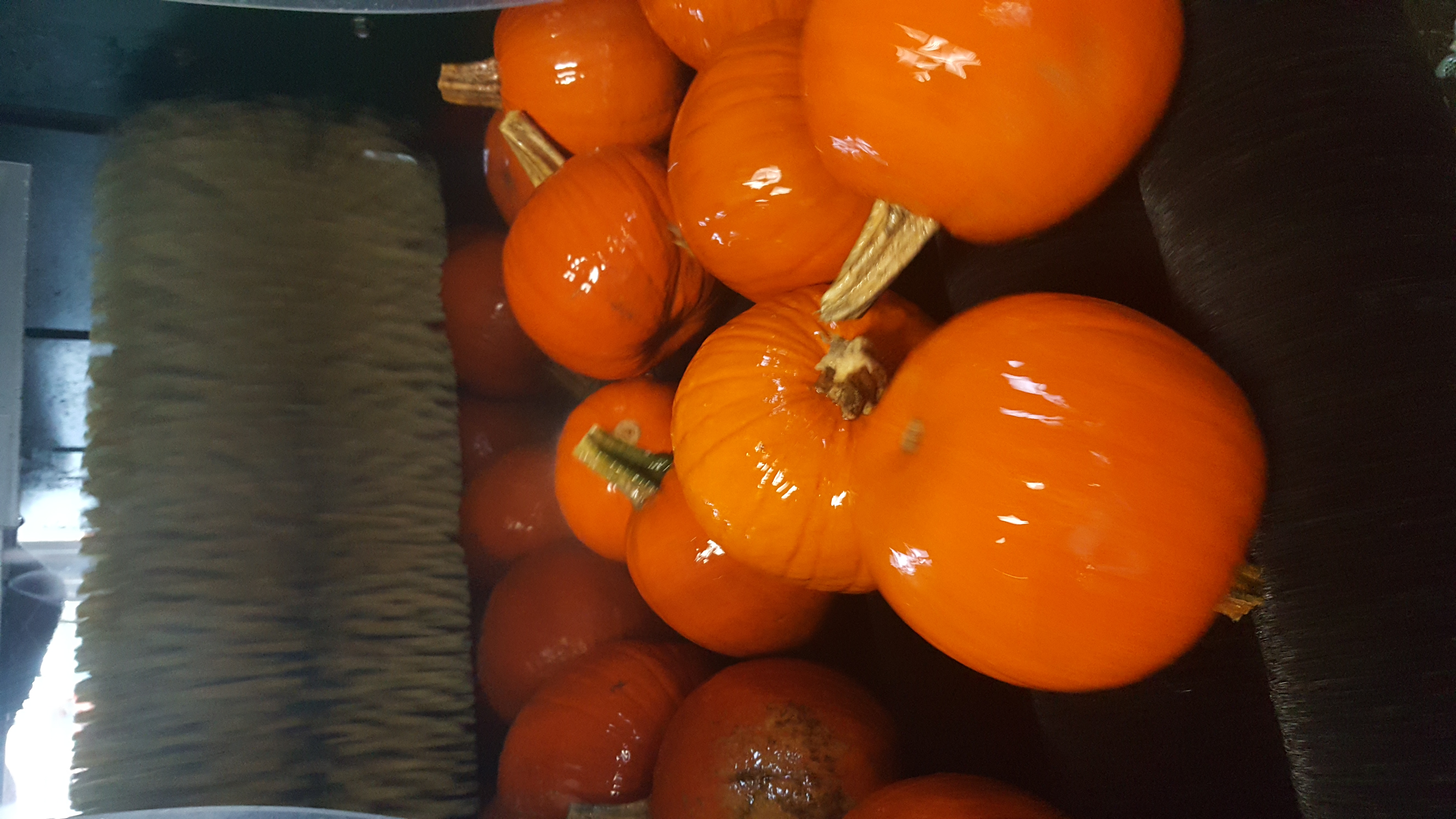 GALLERY | pearce-farm-stand