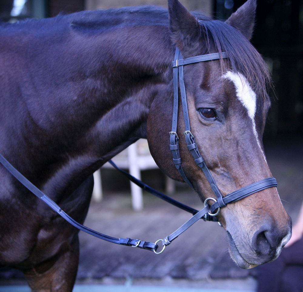 Which Bitless Bridle Should I Use?