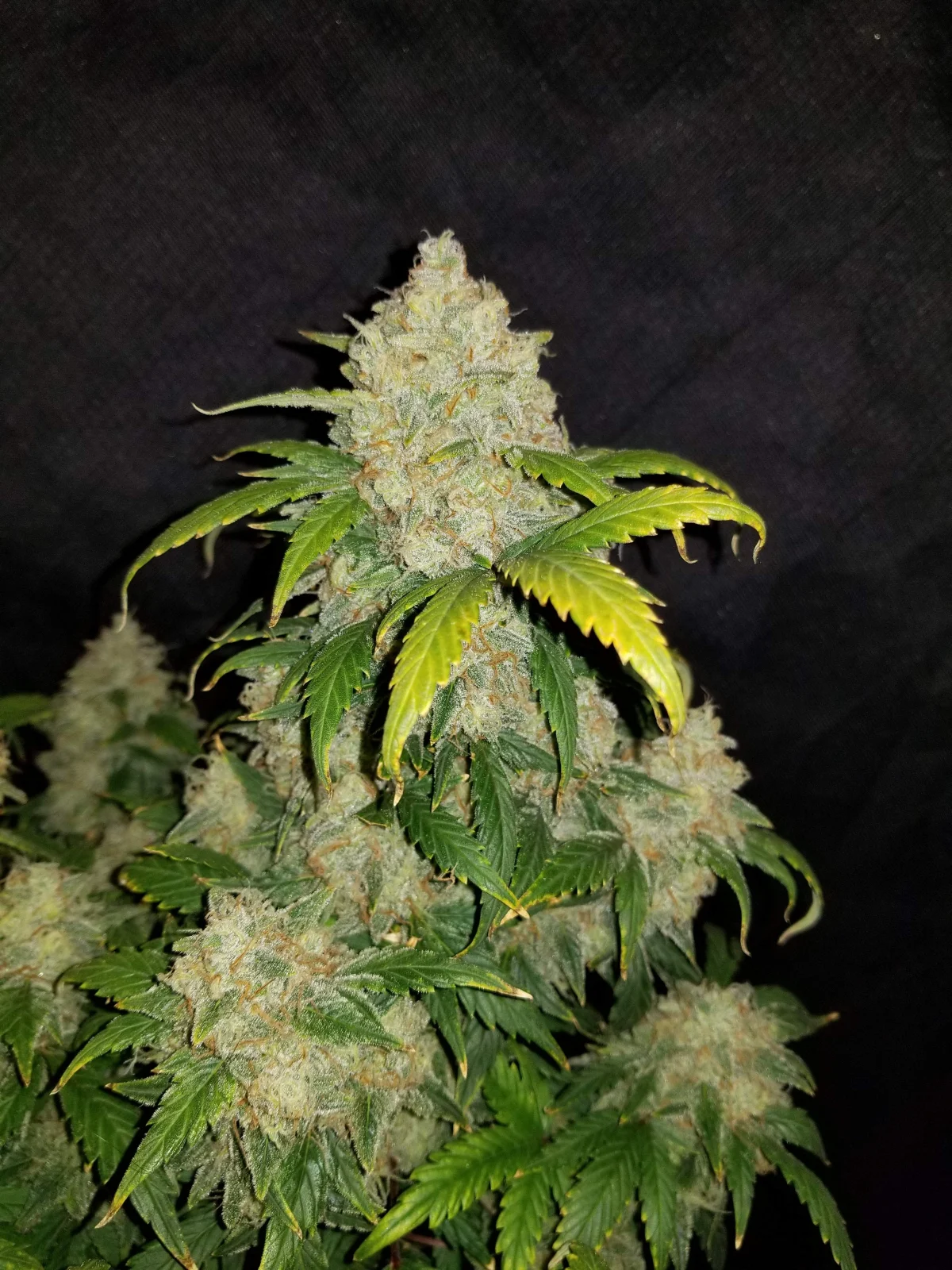 Zkittlez Auto | Mirageseeds