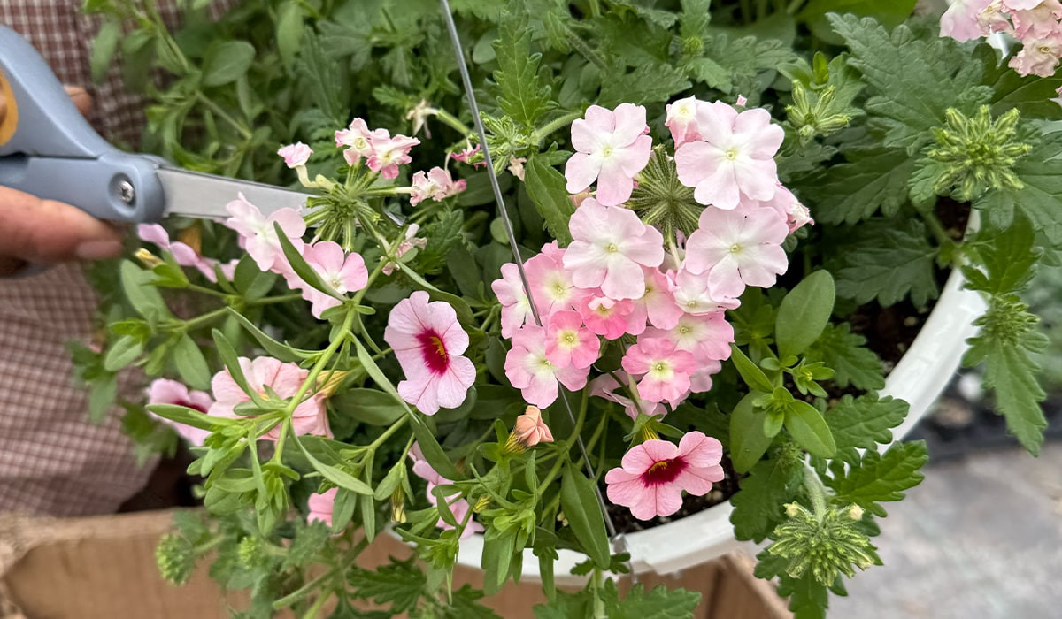 How to Deadhead Flowers, Petunias, and Geraniums