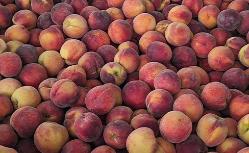 Fresh Produce Farm in Rock Falls, IL | Selmi's Farm Market