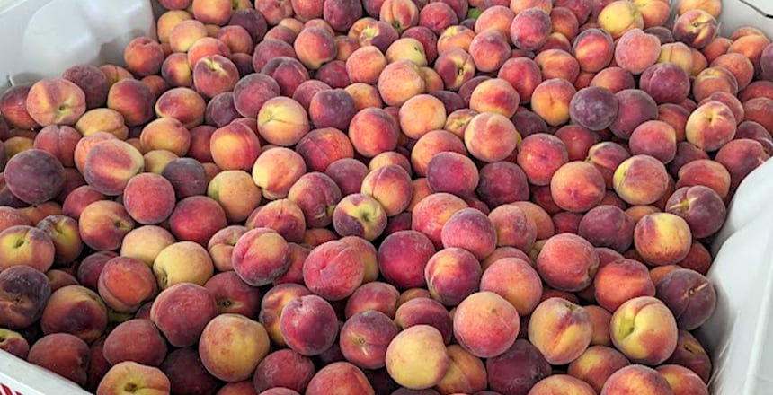 Fresh Produce | Selmi's Farm Market