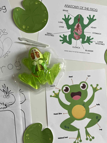 Frog Anatomy - Homeschooling Activity PDF | Healthy Spirit & Body