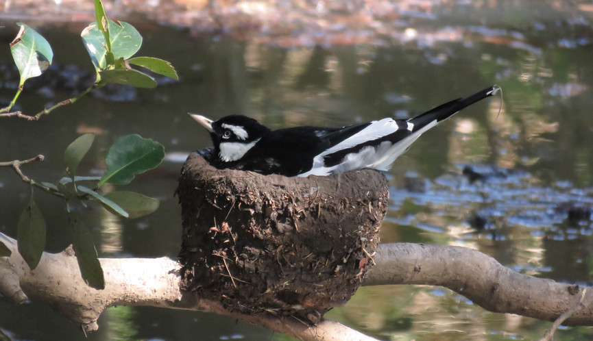 Magpie-lark | Our Local Birds