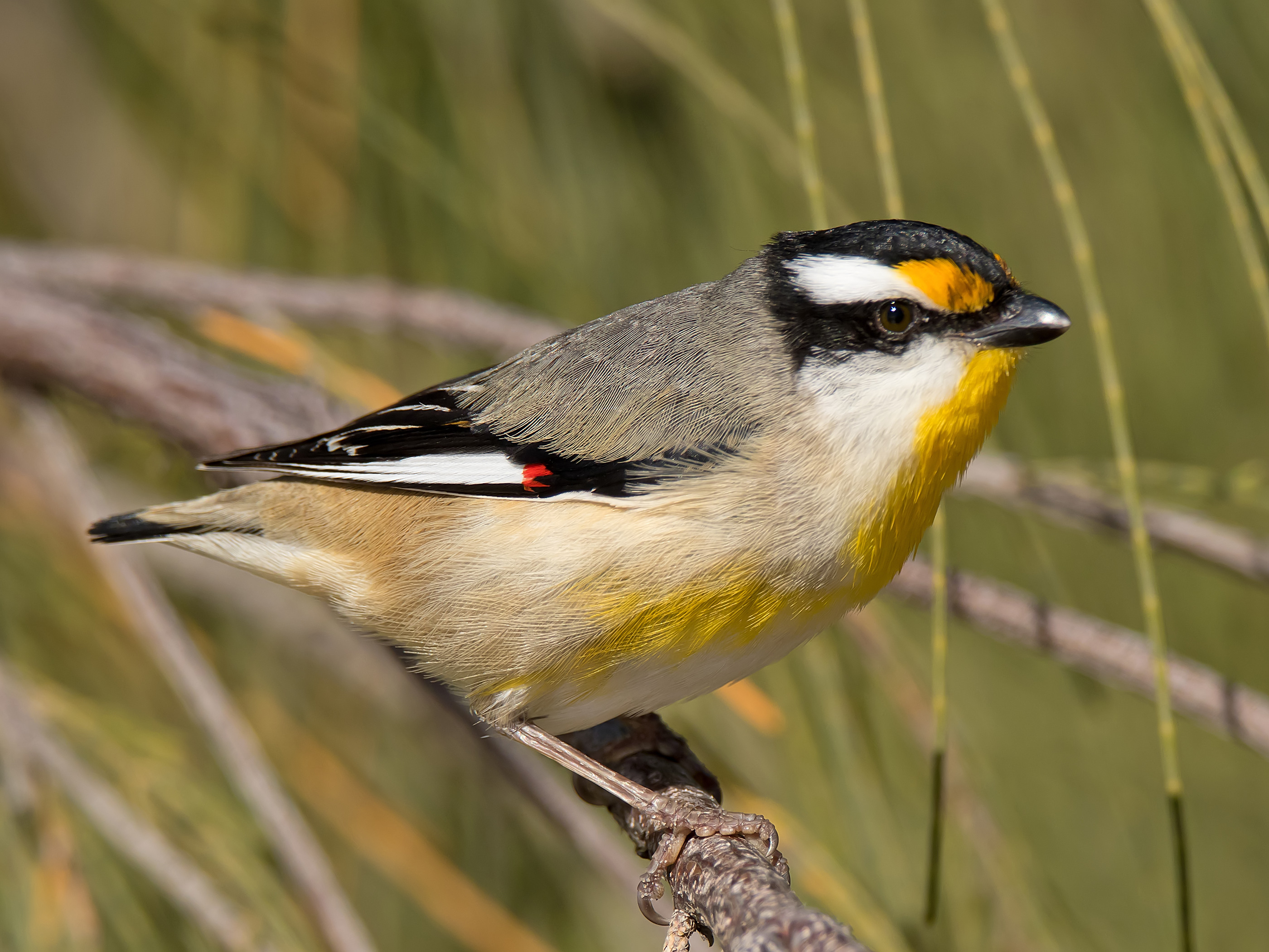 Our Local Birds | Home