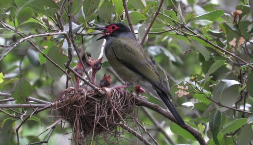Australasian Figbird | Our Local Birds
