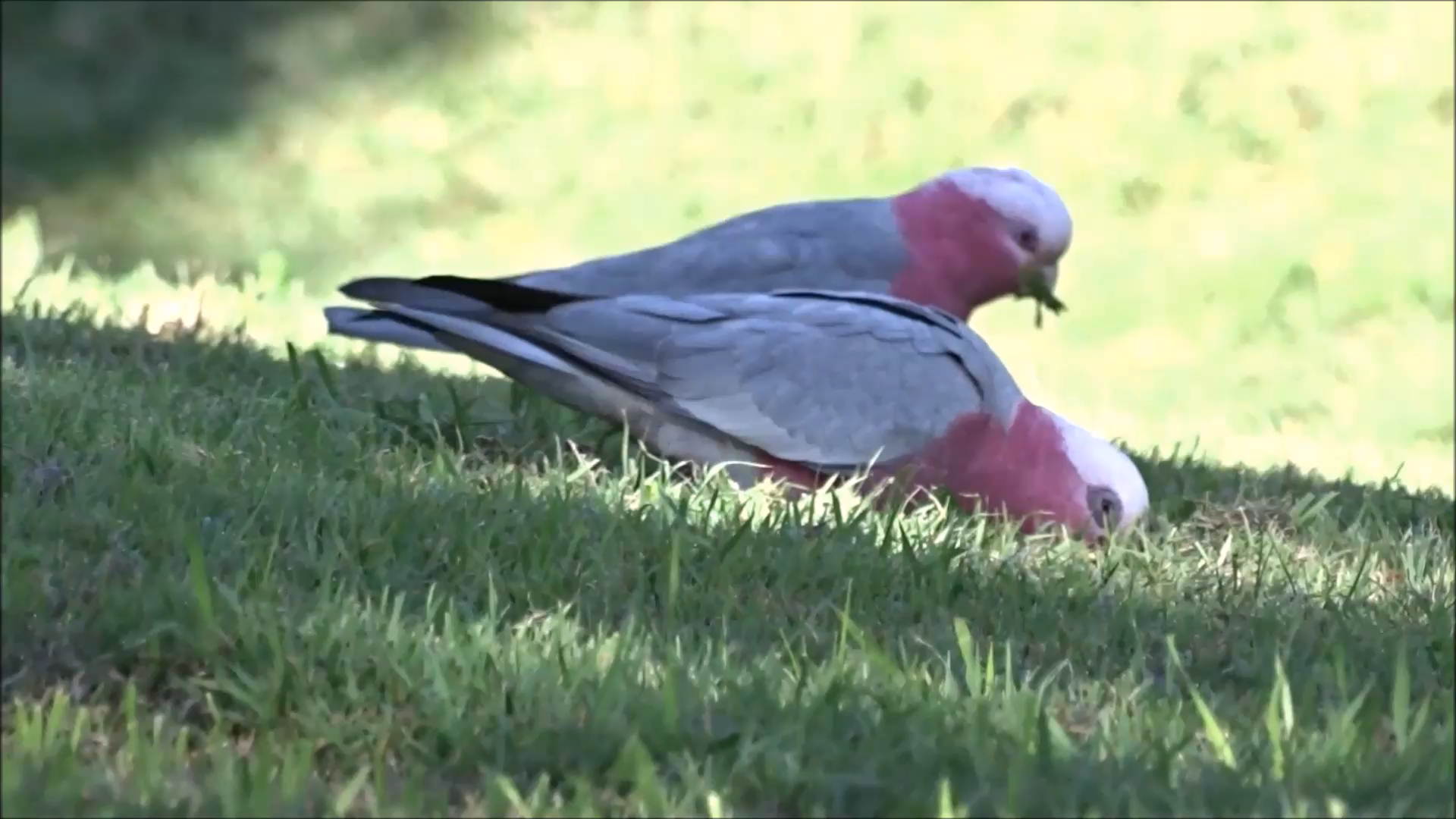 Home | Our Local Birds