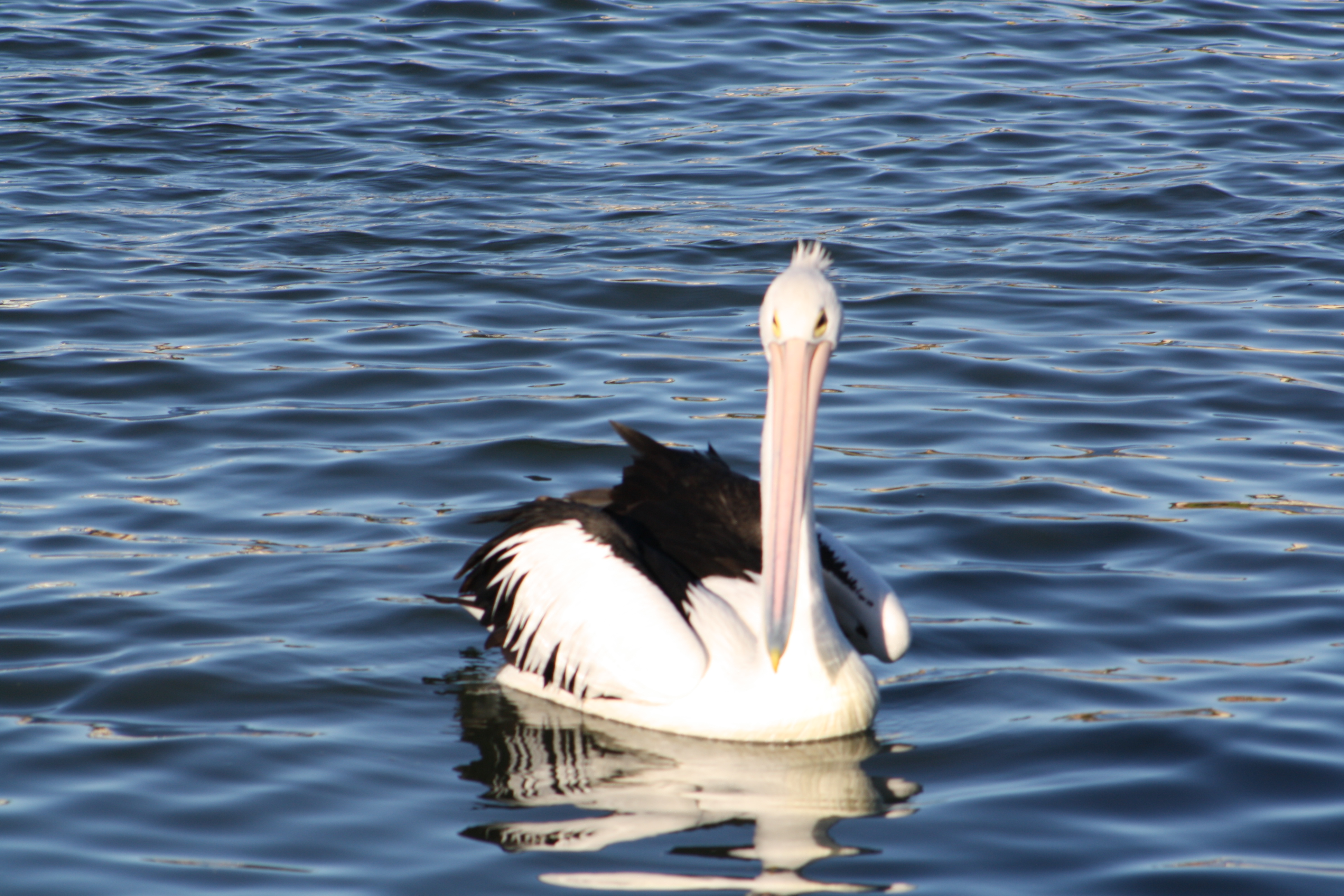 Home | Our Local Birds