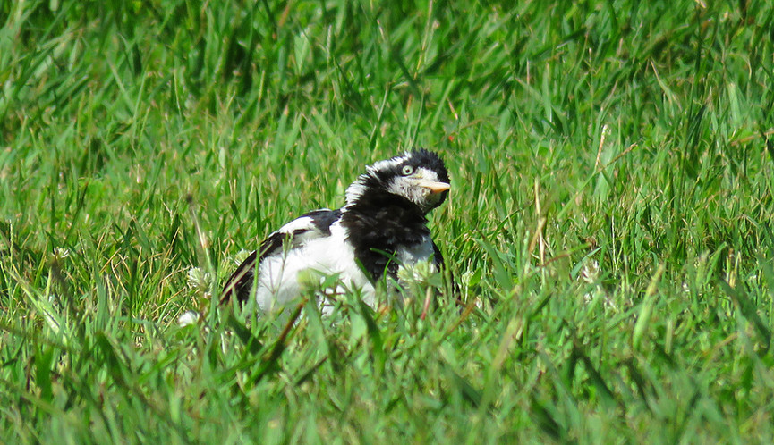 Magpie-lark | Our Local Birds