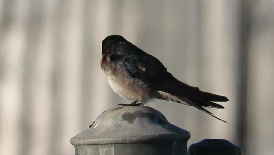 Welcome Swallow | Our Local Birds