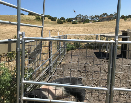 Reinforced Hog Pen Panels | Twin Oaks Manufacturing | United States