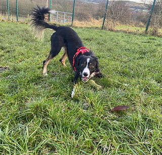 Adopt A Dog | RSPCA Lancashire East