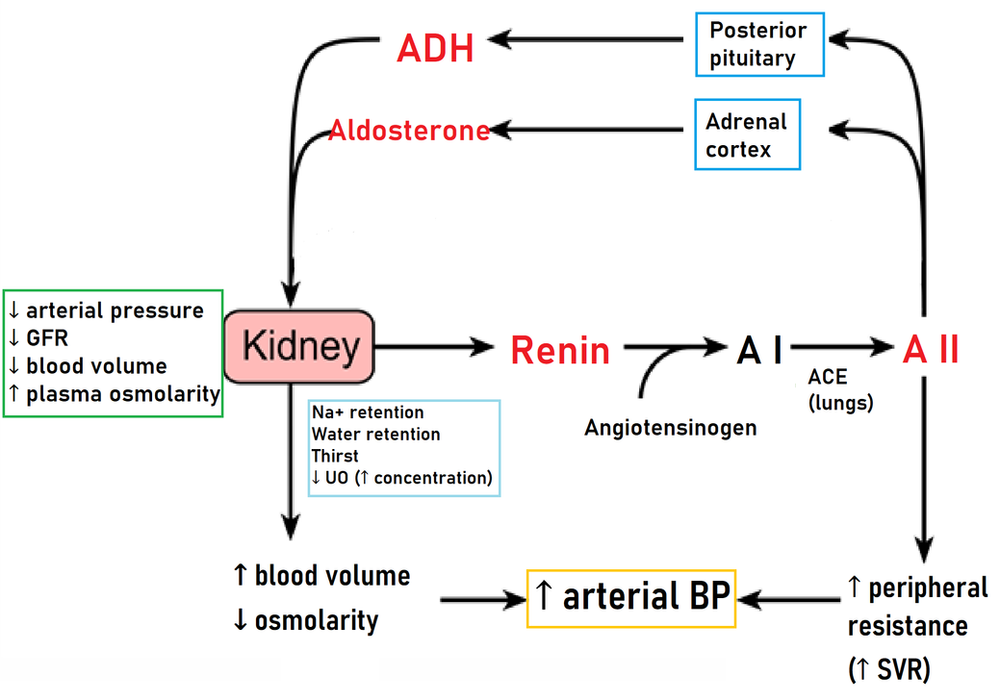 The Renal System