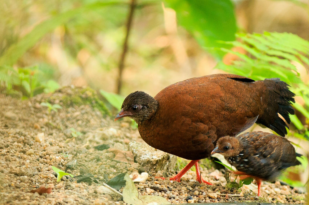 Endemic Birds of Sri Lanka!