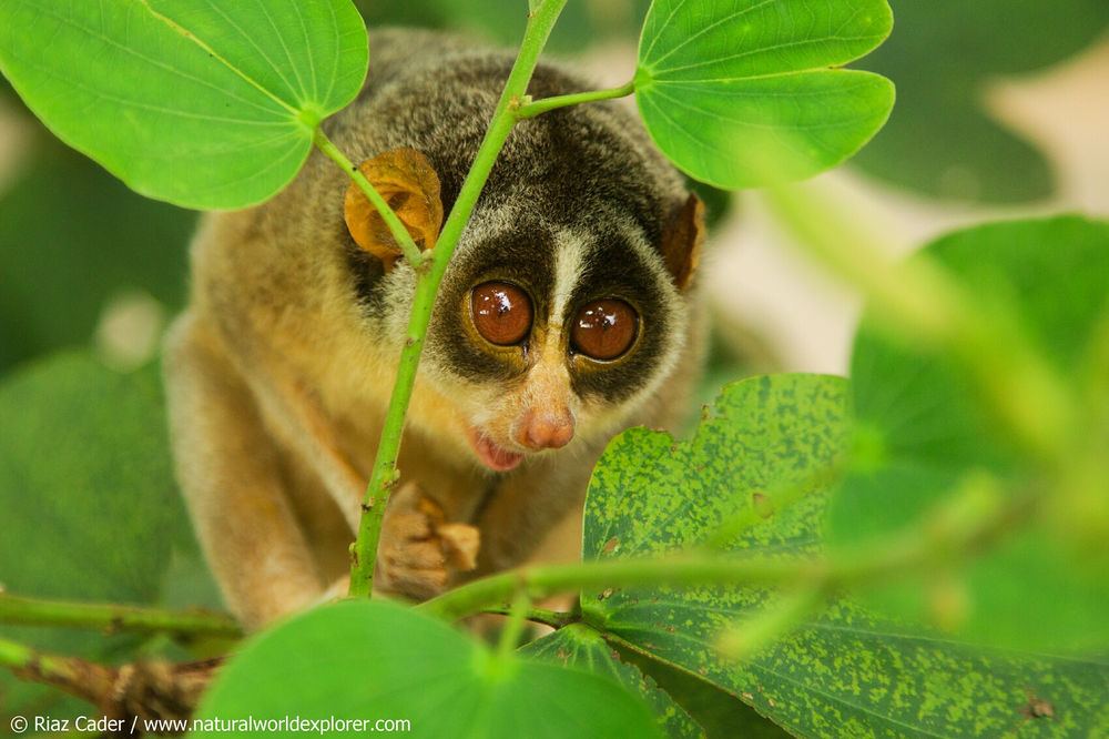 Primates in Sri Lanka