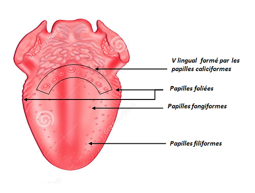 2. Perception du goût (bouche) | cuisinemoleculaire