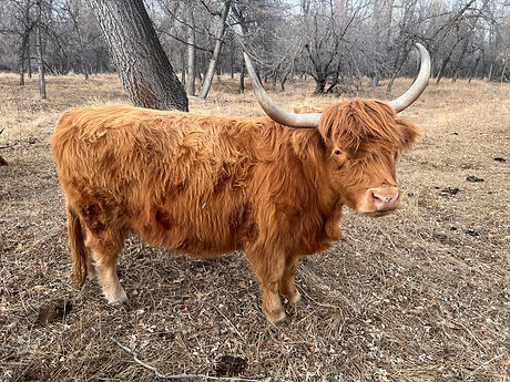 Sale Barn | Torque Ranch Highlan