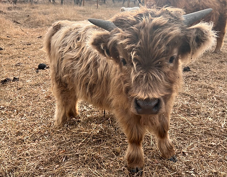 Torque Ranch Highlands | Mini cow