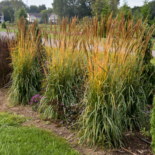 Indian Grass 'Golden Sunset' | Cache Valley Native Plants