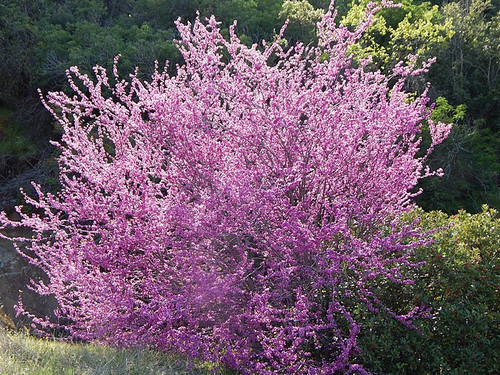 Western Redbud | Cache Valley Native Plants