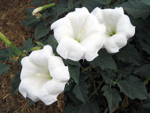 Sacred Datura | Cache Valley Native Plants