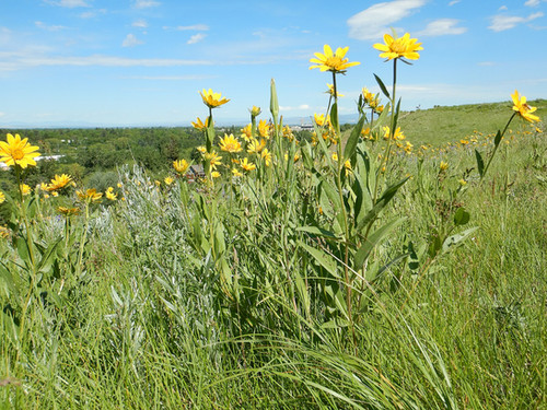 Little Sunflower | Cache Valley Native Plants