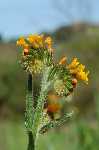 Common Fiddleneck Seed | Cache Valley Native Plants