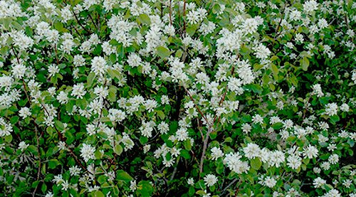 Saskatoon Serviceberry 'Northline' | Cache Valley Native Plants