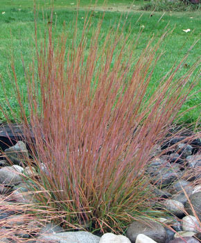 Little Bluestem 'Blaze' | Cache Valley Native Plants