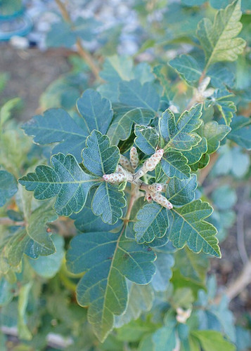 Oakleaf Sumac | Cache Valley Native Plants