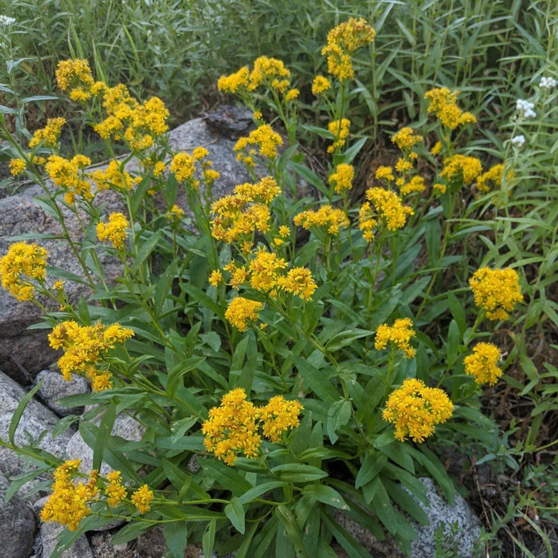 Rocky Mountain Goldenrod | Cache Valley Native