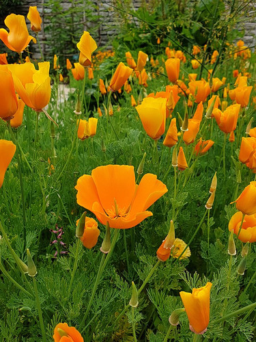 California Poppy Seed | Cache Valley Native Plants