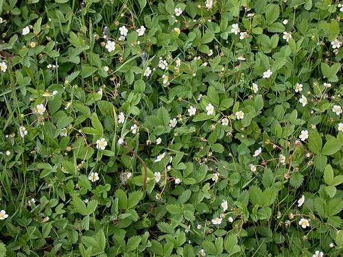 Wild Strawberry | Cache Valley Native Plants