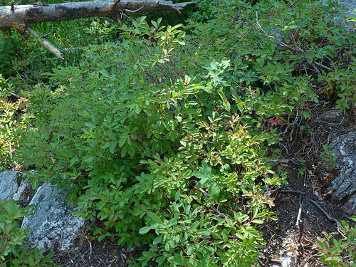 Mountain Huckleberry | Cache Valley Native Plants
