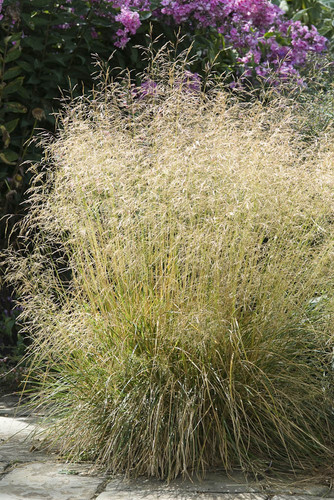 Tufted Hair Grass | Cache Valley Native Plants