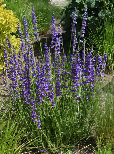 Rocky Mountain Penstemon | Cache Valley Native Plants