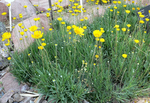 Western Sundancer Daisy | Cache Valley Native Plants