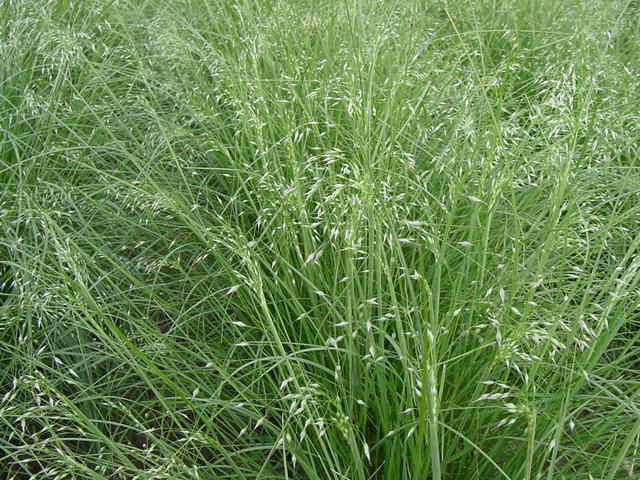 Indian Ricegrass | Cache Valley Native